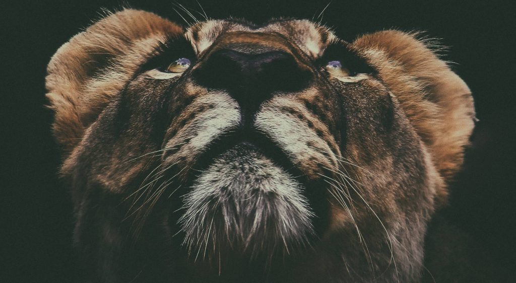 Cannes Lions - everything that you need to know about them